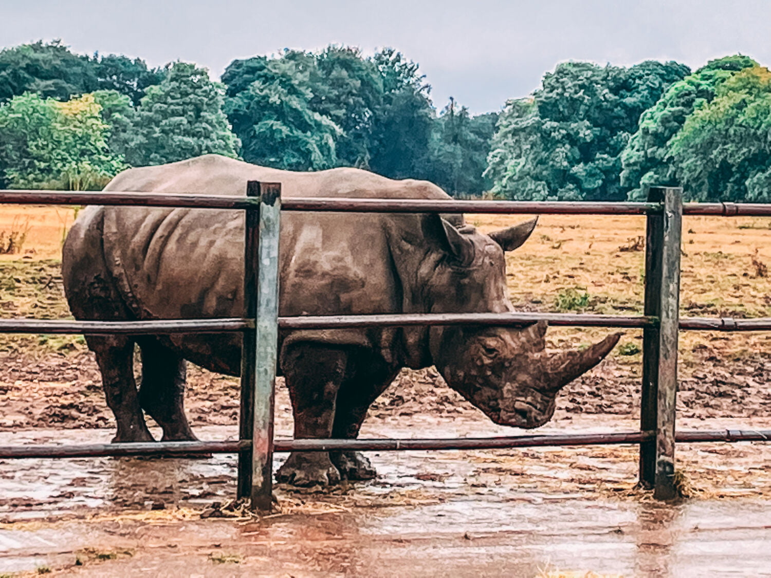 Rhino House Heating - Whipsnade Zoo - Powrmatic